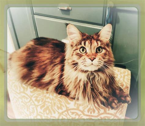 Cocoa The Loco Bean By Leru66 On Deviantart