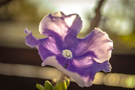 React Tips — Data Flow And Pure Components By John Au Yeung Level Up Coding