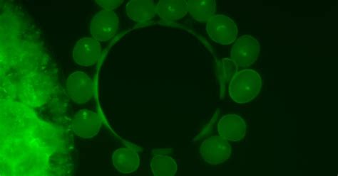 How The Sex Cells Of Plants Talk To Each Other Knut And Alice Wallenberg Foundation