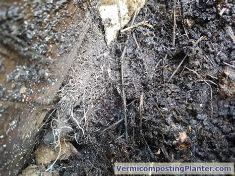 Super Simple Vermicomposting Planter 9 28 17 Red Worm Composting