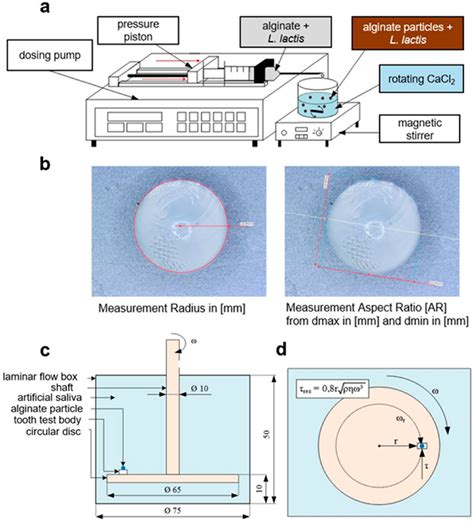 Figure 1 From Preparation And In Vitro Characterization Of Lactococcus Lactis Loaded Alginate