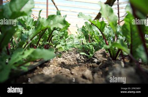 Beetroot Shoot Stock Videos And Footage Hd And 4k Video Clips Alamy