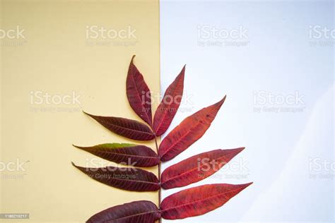 흰색과 노란색 배경에 작은 가을 빨간색과 주황색 잎 그라데이션 색상 가을 자연 세부 사항 복사 공간 플랫 레이 0명에 대한 스톡 사진 및 기타 이미지 Istock