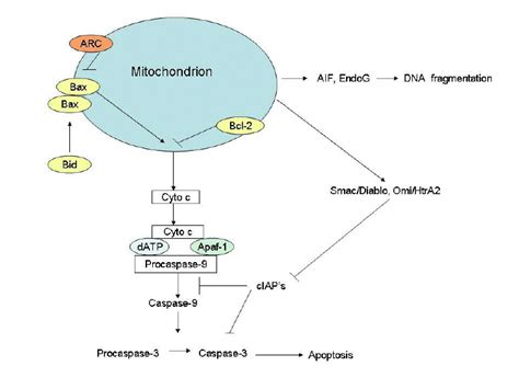 Mitochondrial Mediated Apoptotic Signaling Cytochrome C Cyto Download Scientific Diagram