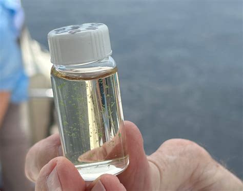 Bga Sampling 2 Web Sanibel Captiva Conservation Foundation