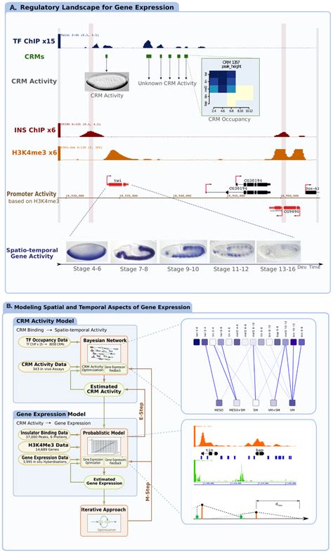 Generating A Predictive Model Of Spatio Temporal Gene Expression A A