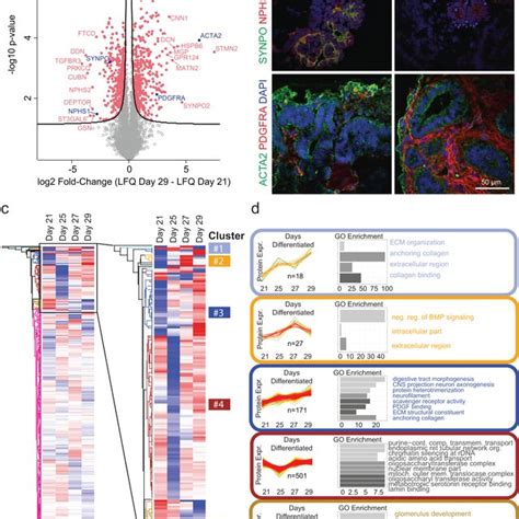 Integrated Expression Analysis Of Proteome Transcriptome Trajectories