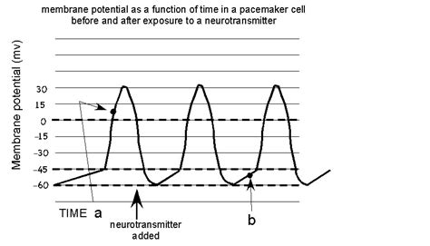 Solved Membrane Potential As A Function Of Time In A