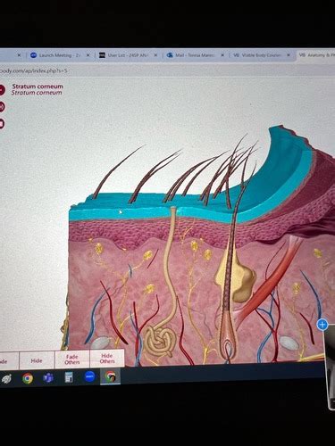 Integumentary System Flashcards Quizlet