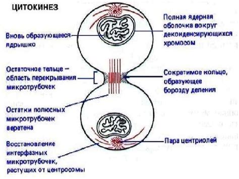 Цитоплазма живой клетки – роль, функция и движение в процессе деления