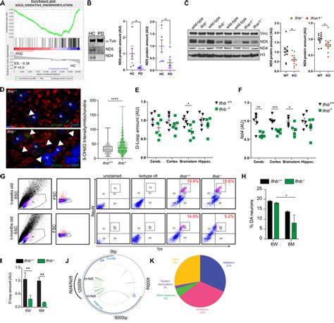 Complex I Respiratory Chain Subunits Are Altered In PD Patients And PD Download Scientific