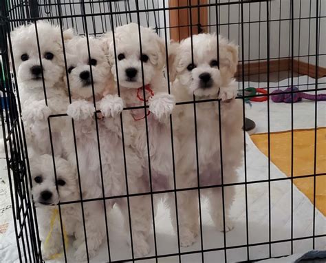 Bichon Frise Puppies For Sale In Washington