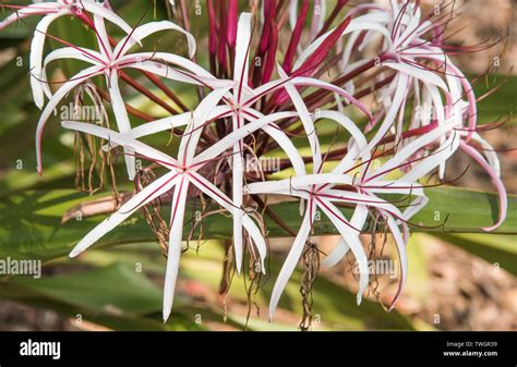 Crinum Lily High Resolution Stock Photography And Images Alamy