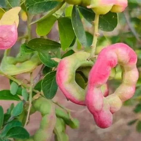 Well Drained Jungle Jalebi Plant At ₹ 80 Piece In Bhopal Id