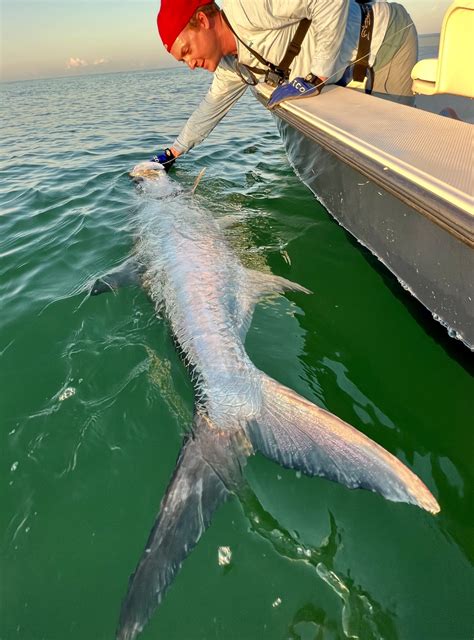 2025 Tarpon Fishing Season In The Naples And Marco Island Area Will Be