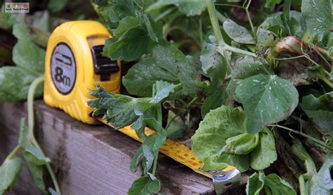 What Size Should Your Vegetable Patch Be