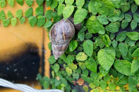 Grasshopper On Block Sponsored Paid Photocloseblockgrasshopper