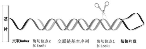 Dna Hybridization Information Storage Encryption Method Based On