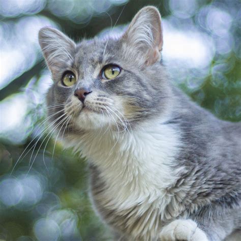 Gray Cat In 2025 Warrior Cats Cat Aesthetic Cat Pose