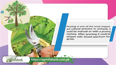 Pruning Of Guava Agriculture Information Bank