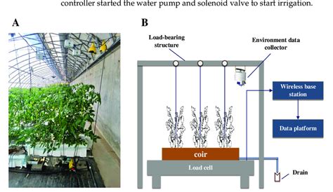 The Layout Of The Greenhouse Tomato Planting Experiment A Is The