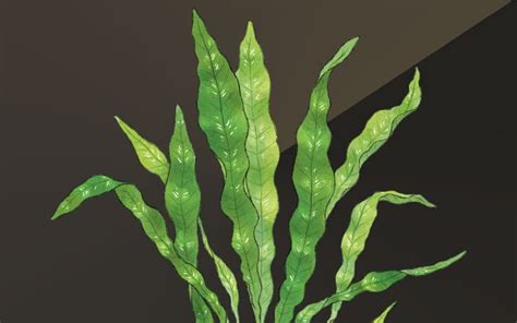 Java Fern Microsorium Pteropus Aqua Shack