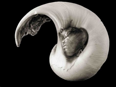 2024 08 Seline Anon Shell I Tillman Crane Photography