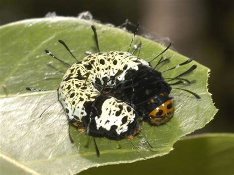 Madagascan Sunset Moth Identification Life Cycle Facts And Pictures