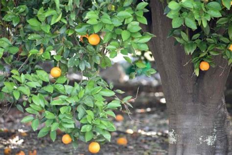 How To Identify An Orange Tree Minneopa Orchards