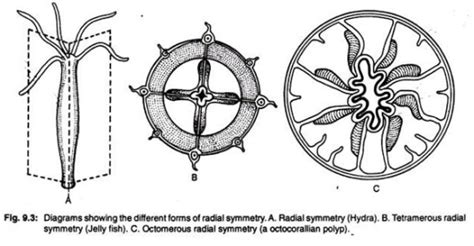 Distinguish Among Spherical Radial Biradial And Bilateral Symmetry Wizedu