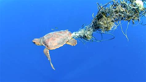 The Great Pacific Garbage Patch Viral Eyes