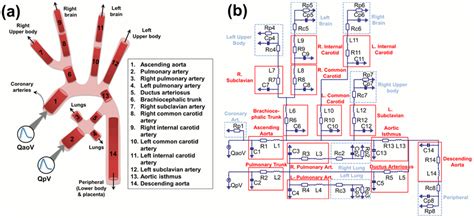 Anatomical Simplified Configuration And Equivalent Lumped Model Of The Download Scientific