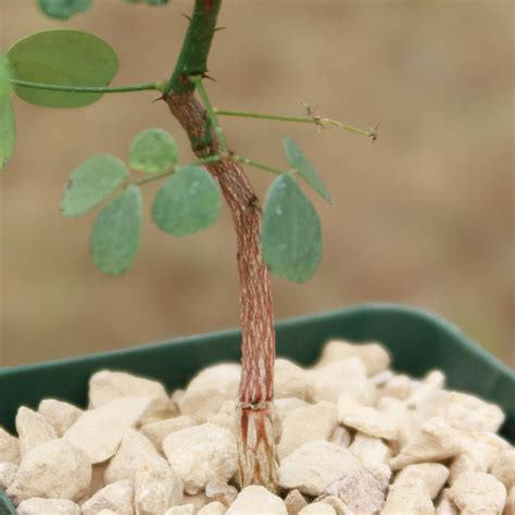 Cascalote Caesalpinia Cacalaco For Sale Planet Desert