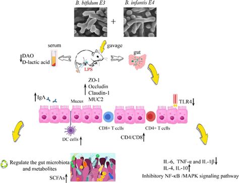 Seeking Health Probiota Histaminx Powder 44 Off