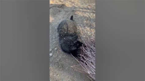 МОЯ КІШКА МАЛЕНЬКА ВІДЬМА НА МІТЛІ Youtube