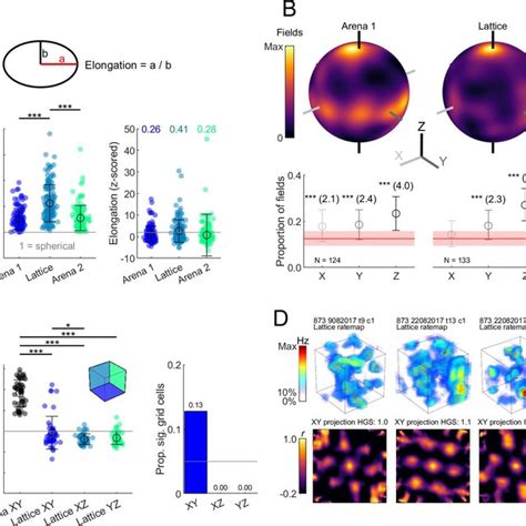 Grid Fields In The Lattice Were Vertically Elongated And Some Formed Download Scientific