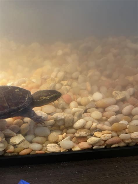 Found This Turtle In Crawfish Bag Help Identifying And What Should I