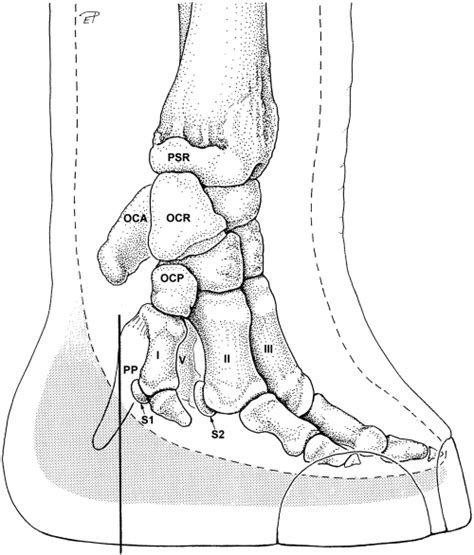 The Structure Of The Cushions In The Feet Of African Elephants