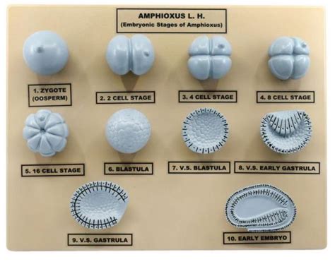 Alternatives Database Interniche