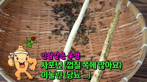 우엉조림 말고 이렇게 하니 맛이 신세계 입니다~ 우엉무침 우엉김치 Youtube