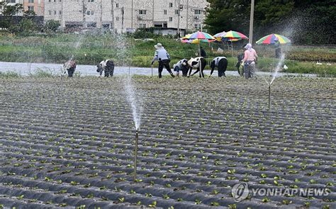 배추밭에 물 뿌리는 스프링클러