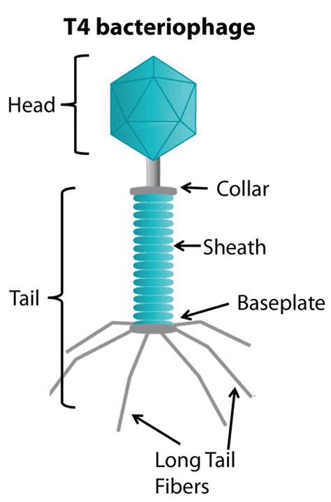Diagram Diagram Of T4 Phage Virus Mydiagramonline