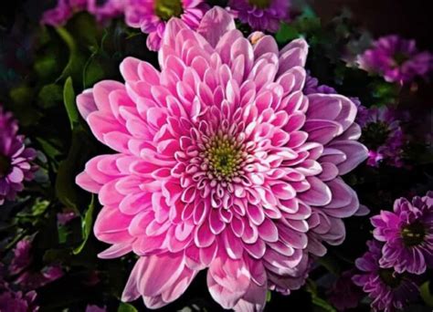 30 Ancient Greek Flowers And Greek Mythology Greek Gods Paradise
