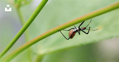 Black And Brown Assassin Bug Larvae On Green Plant Photo Free Insect
