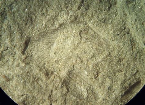 Cockroach Member Collections The Fossil Forum