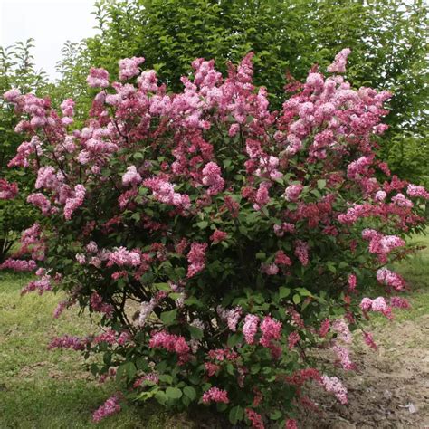 Lilac Miss Canada Agro Forestree Farm