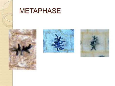 Mitosis Lab Onion Root Tip PPTX