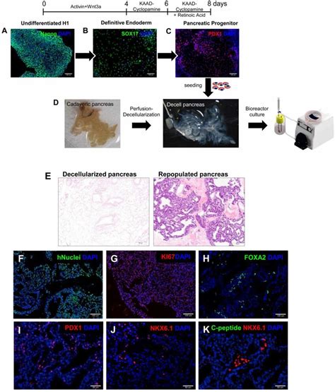 Schematic Summarizing The Hpsc Differentiation And Download