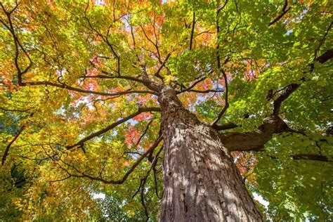 How To Grow And Care For Sugar Maple Trees Gardeners Path