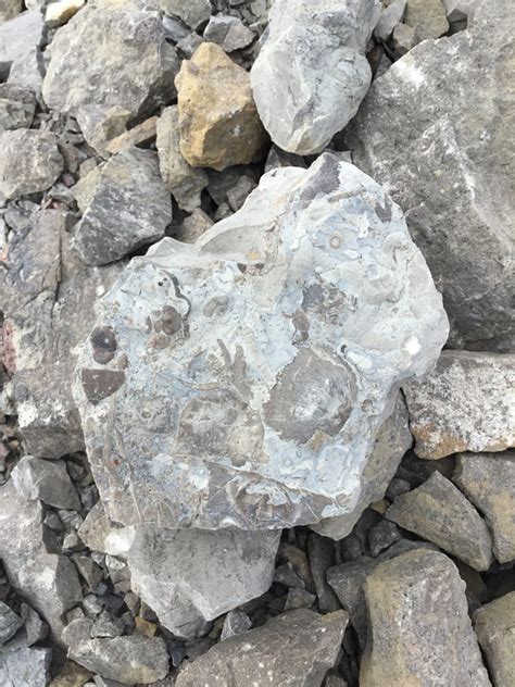 Fossils Of Manitoulin And Area Kane X Faucher